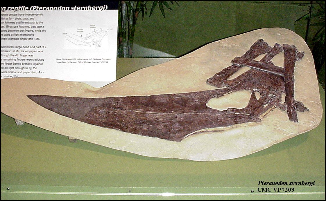 Pteranodon dig -1996